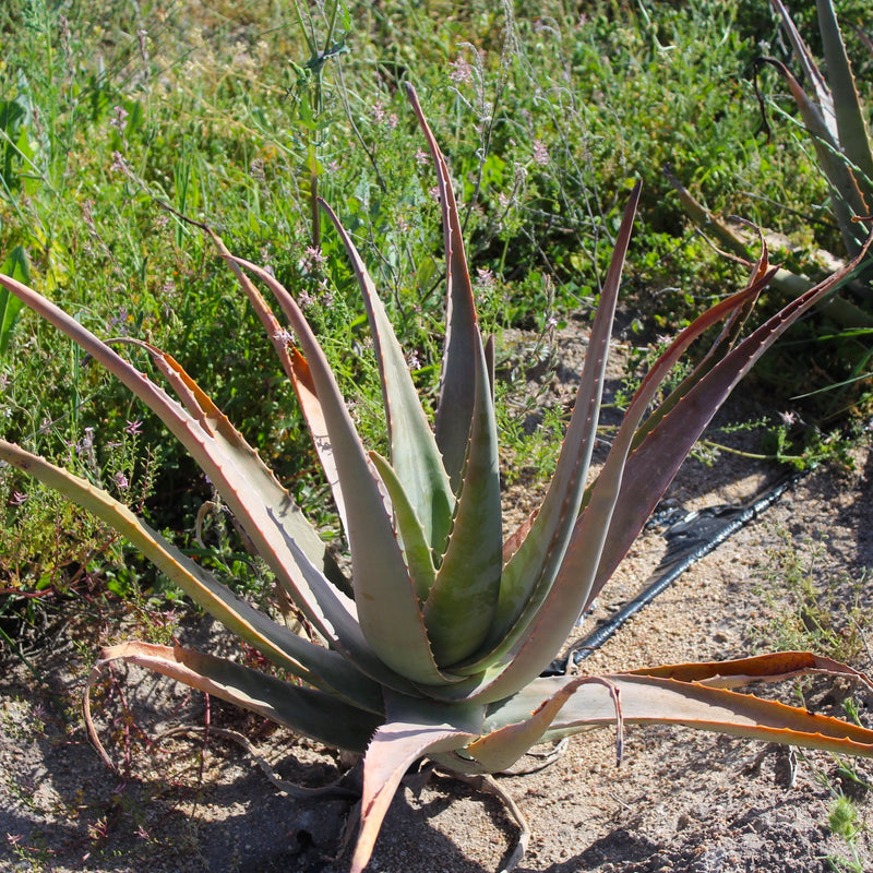 Crisos – Emulsione Naturale per Sollievo e Freschezza – Officinalis ...
